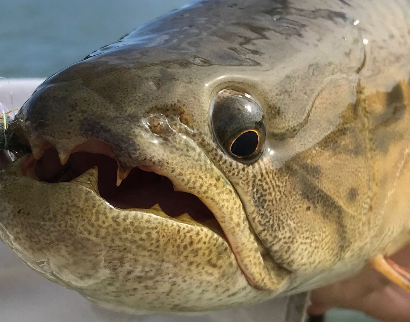 February 9-16, 2019 – Agua Boa